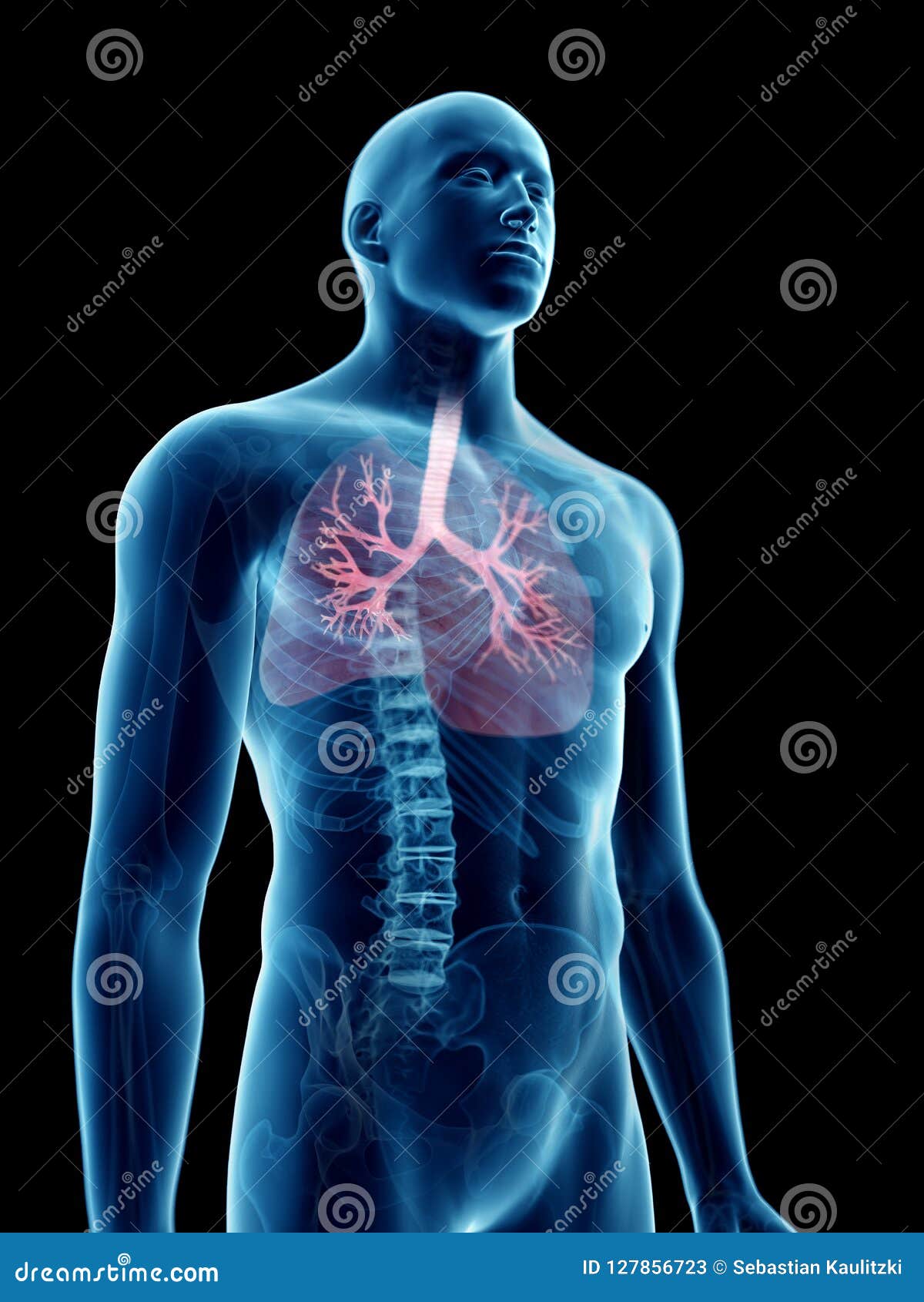 Equipaggia i bronchi illustrazione di stock. Illustrazione di ...