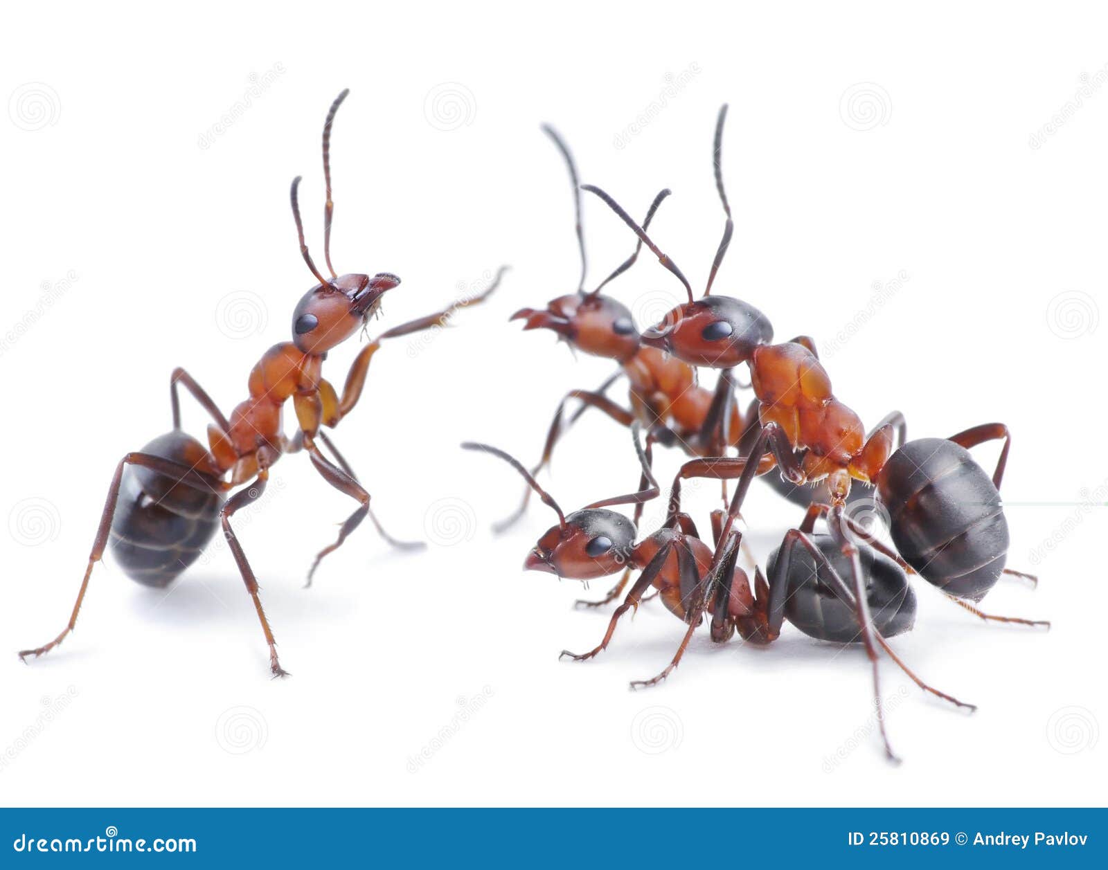 Equipe Das Formigas, Encontrando O Conceito Imagem de Stock - Imagem de ...