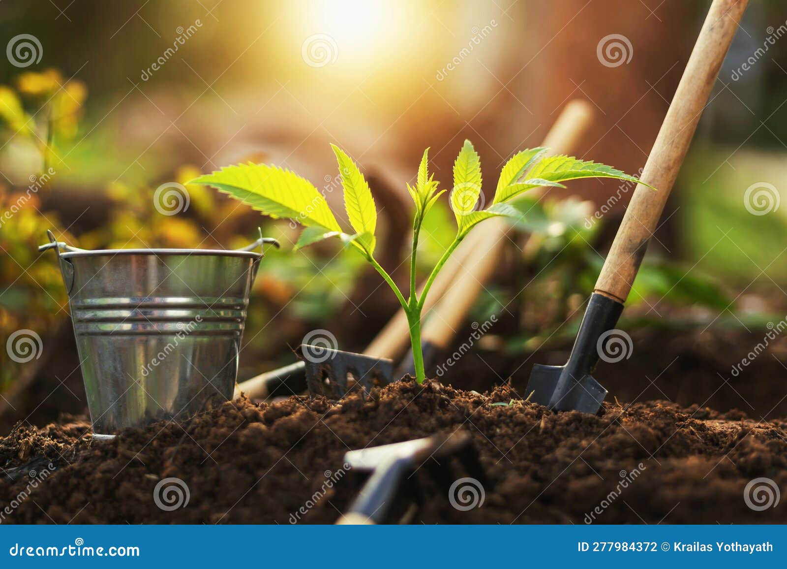 Equipment For Planting Plants And Growing Plants On The Soil Royalty ...