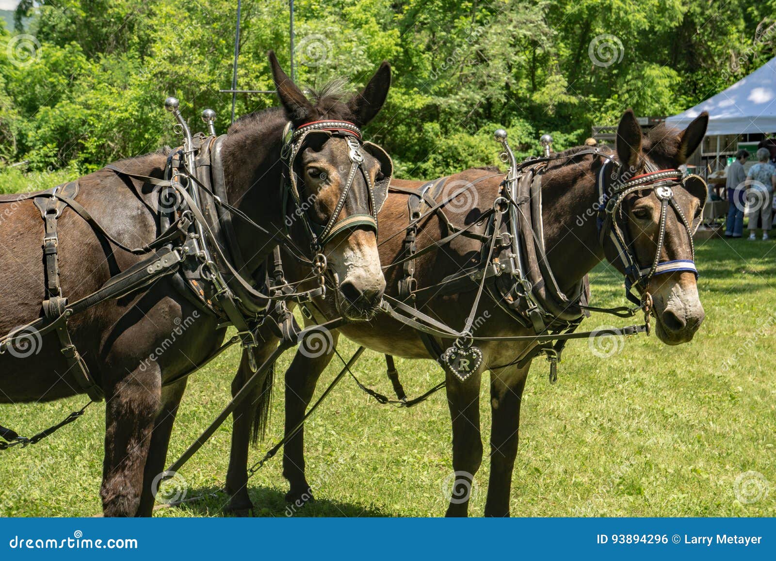 Equipo De Mulas Del Proyecto En Arnés Foto editorial - Imagen de ...
