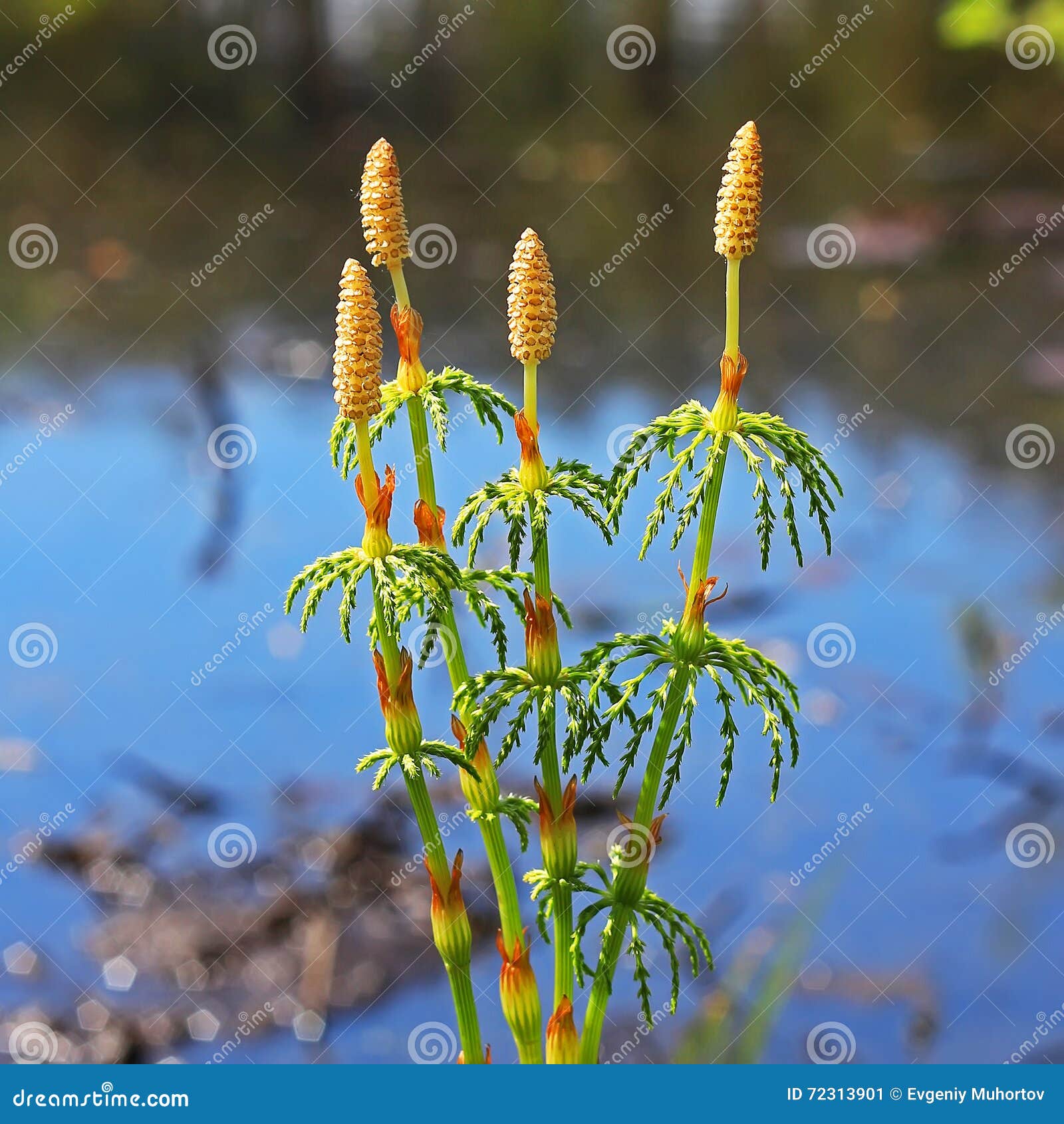 Equiseto - Sylvaticum Di Equiseto Immagine Stock - Immagine di ...