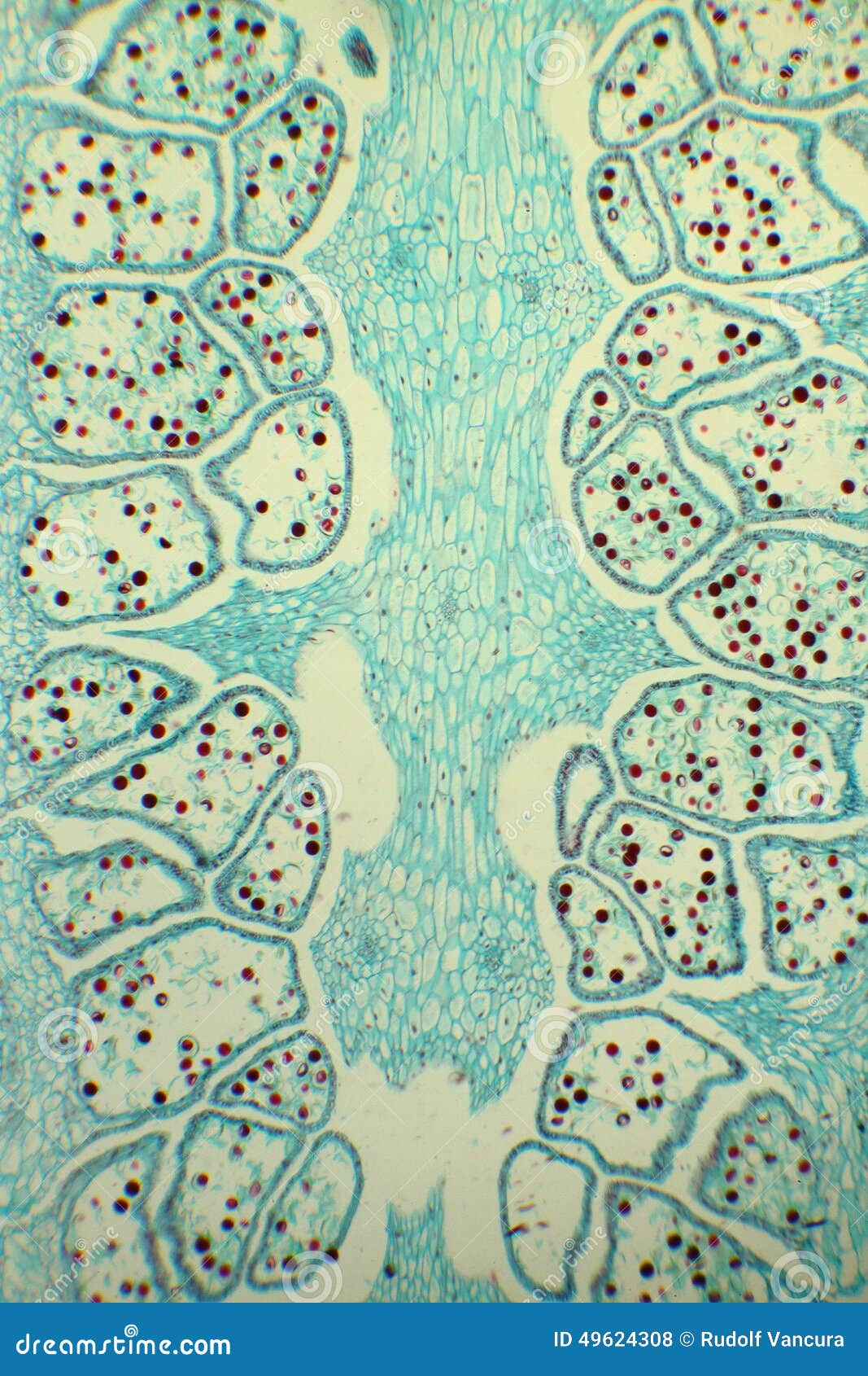 Equisetum Microscope