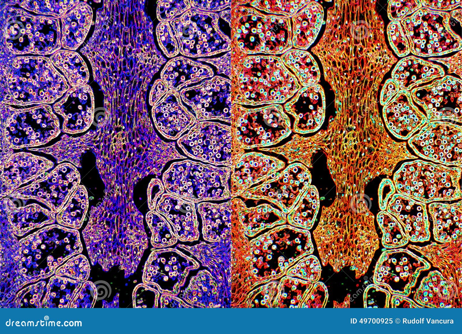 Equisetum Arvense Horsetail Stock Image - Image of colored, plant: 49700925