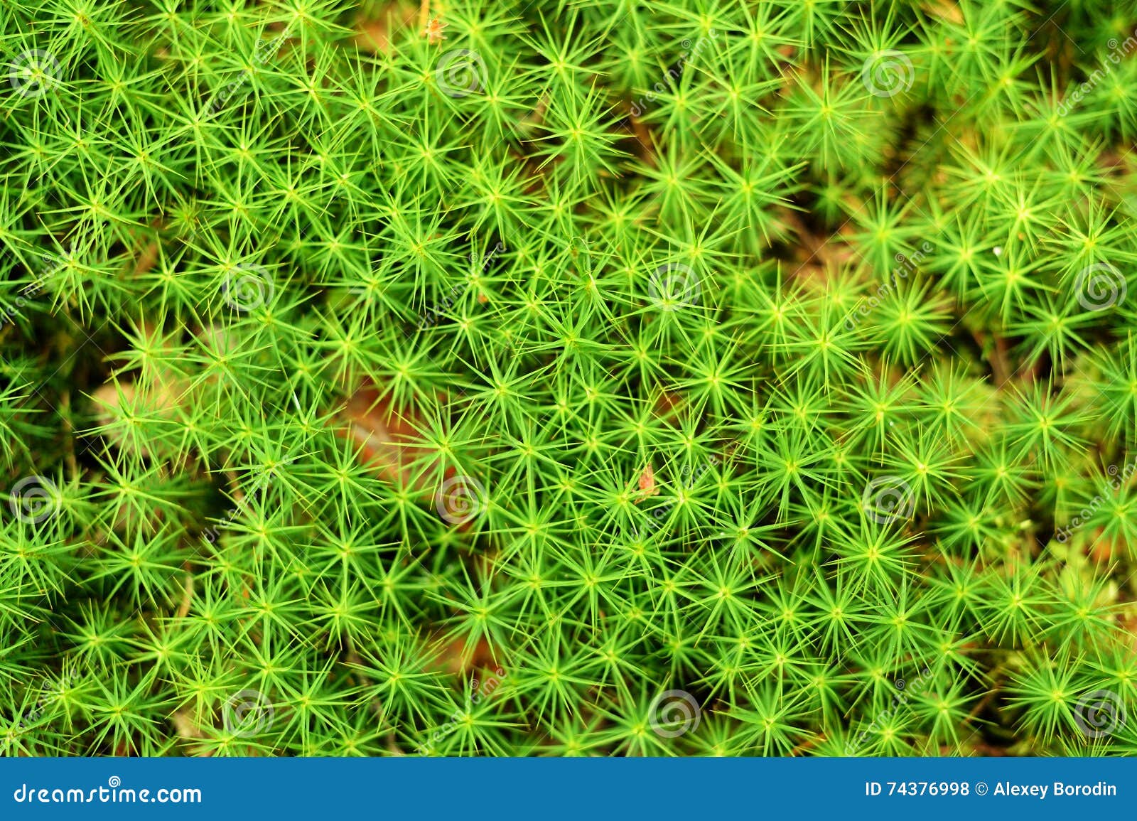 Equisetum, Snake Grass Top View Macro Stock Photo - Image of forest ...