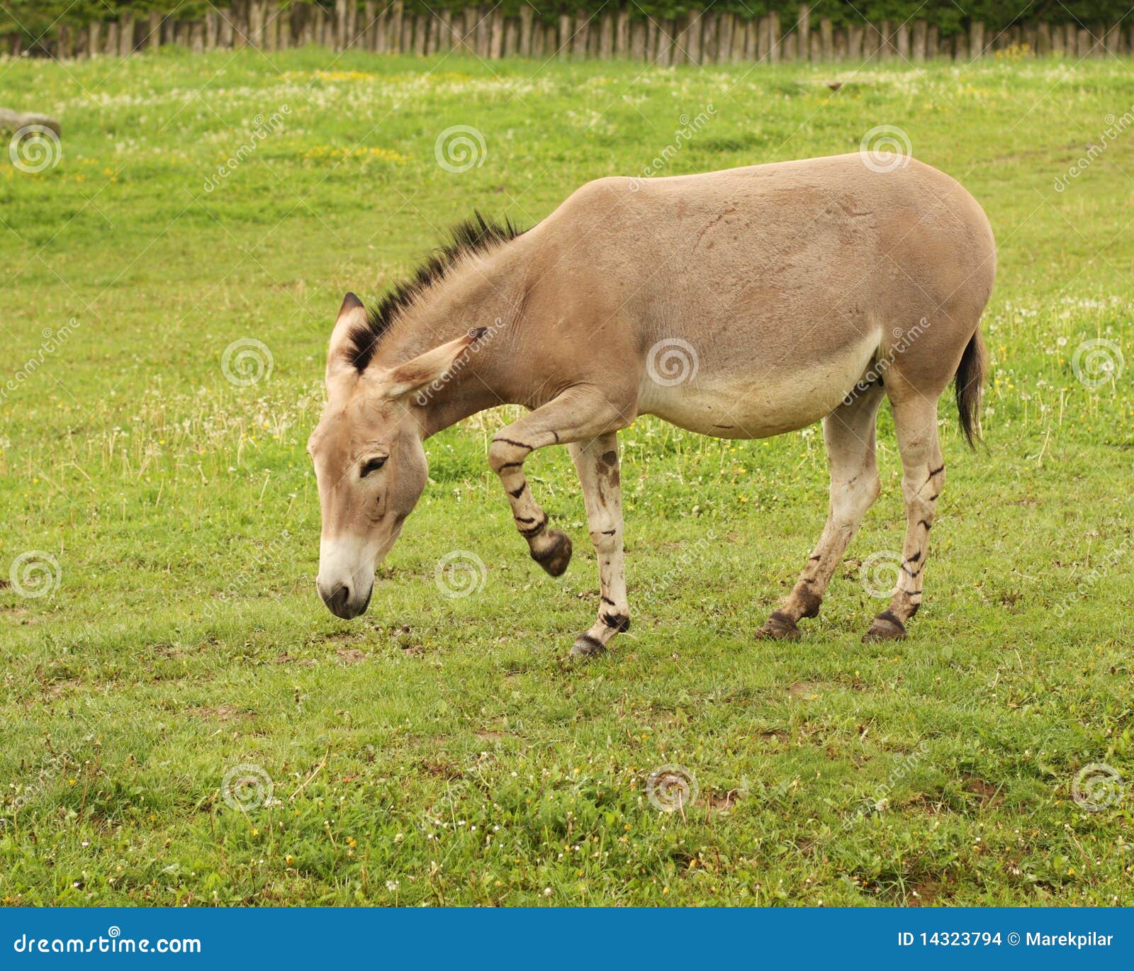 Equus africanus somalicus stock photo. Image of africanus - 14323794