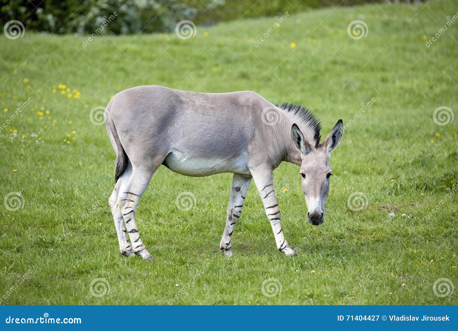 Equus Africanus Somaliensis, Somali Wild Stock Image - Image of life ...