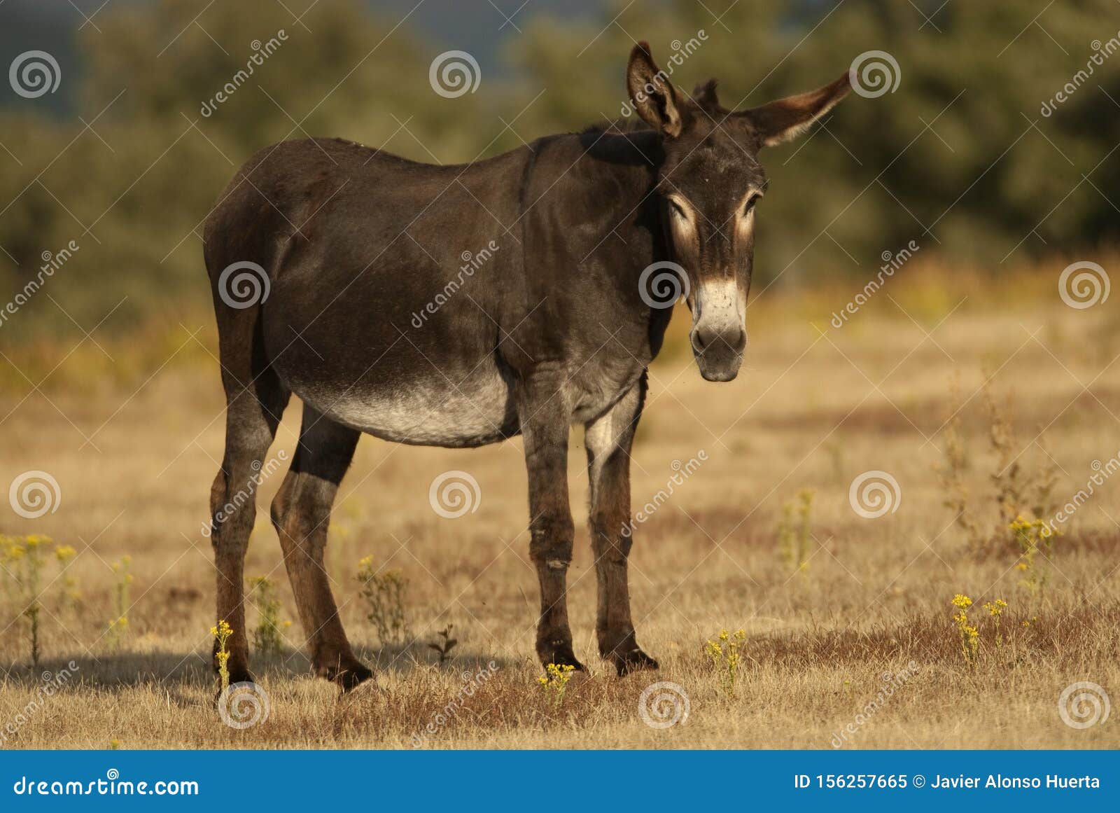 EQUUS ASINUS, DONKEY stock image. Image of beautiful - 156257665