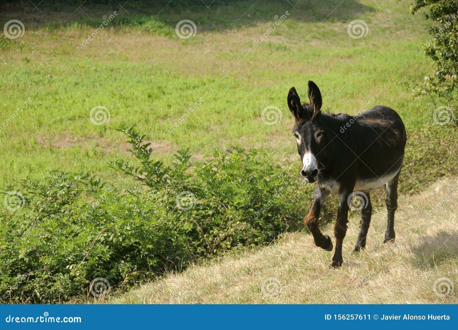 EQUUS ASINUS, DONKEY, Walking Stock Image - Image of farm, mammals ...