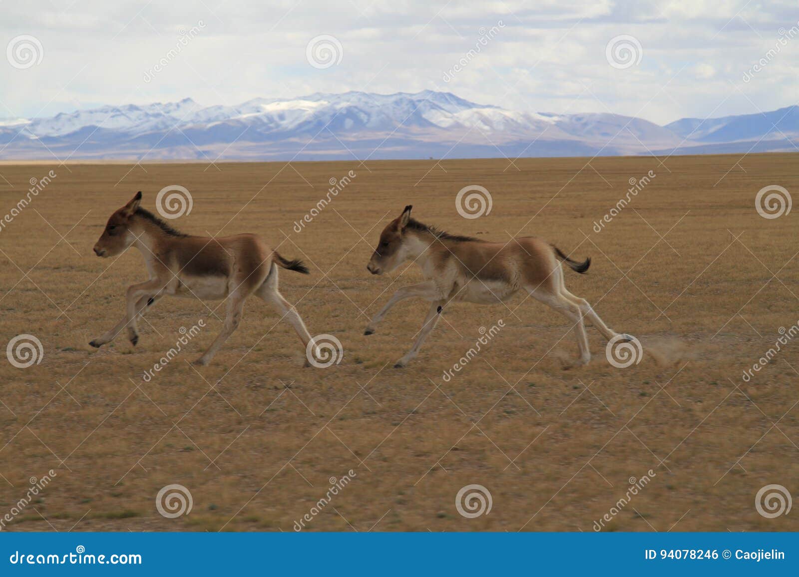 Equus kiang stock photo. Image of grassland, fast, dunky - 94078246
