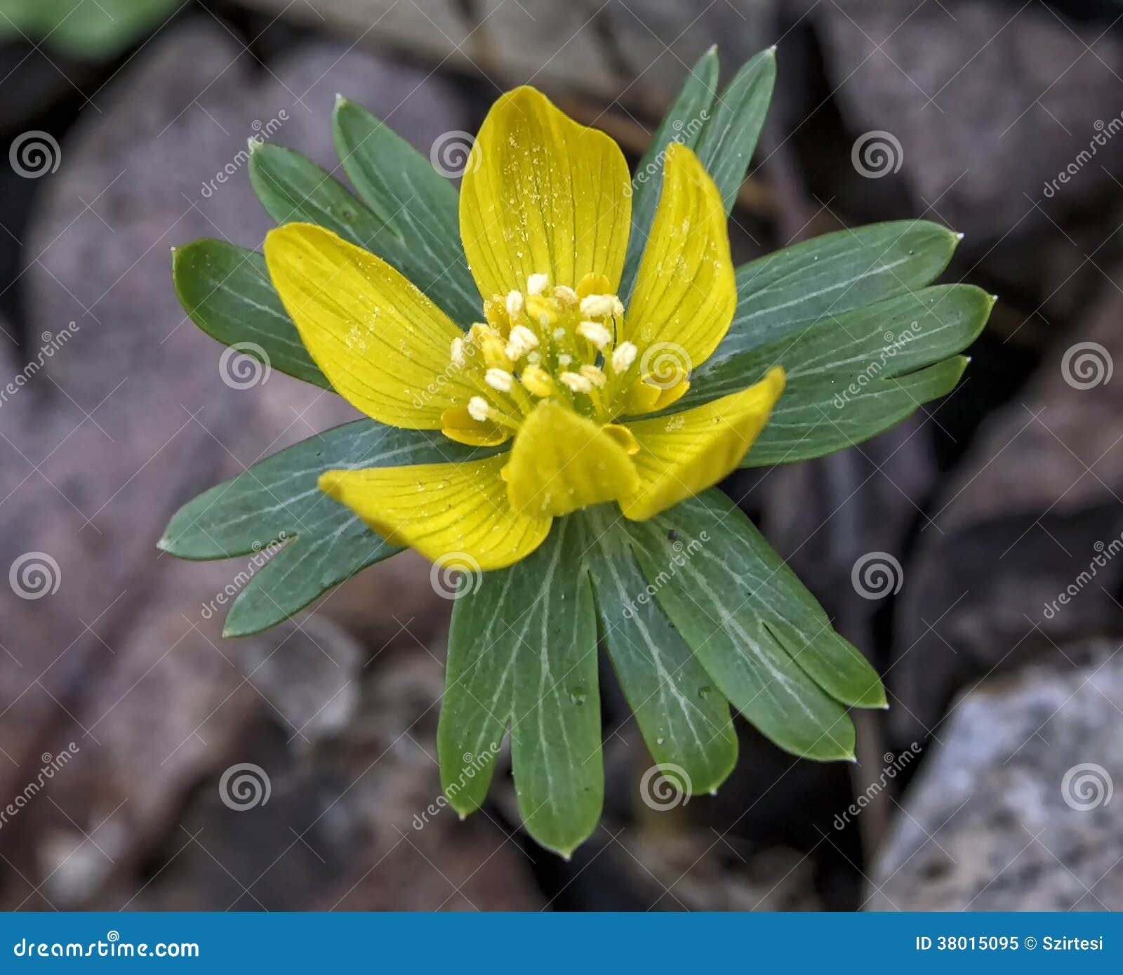 Eranthis immagine stock. Immagine di giallo, scoppio - 38015095