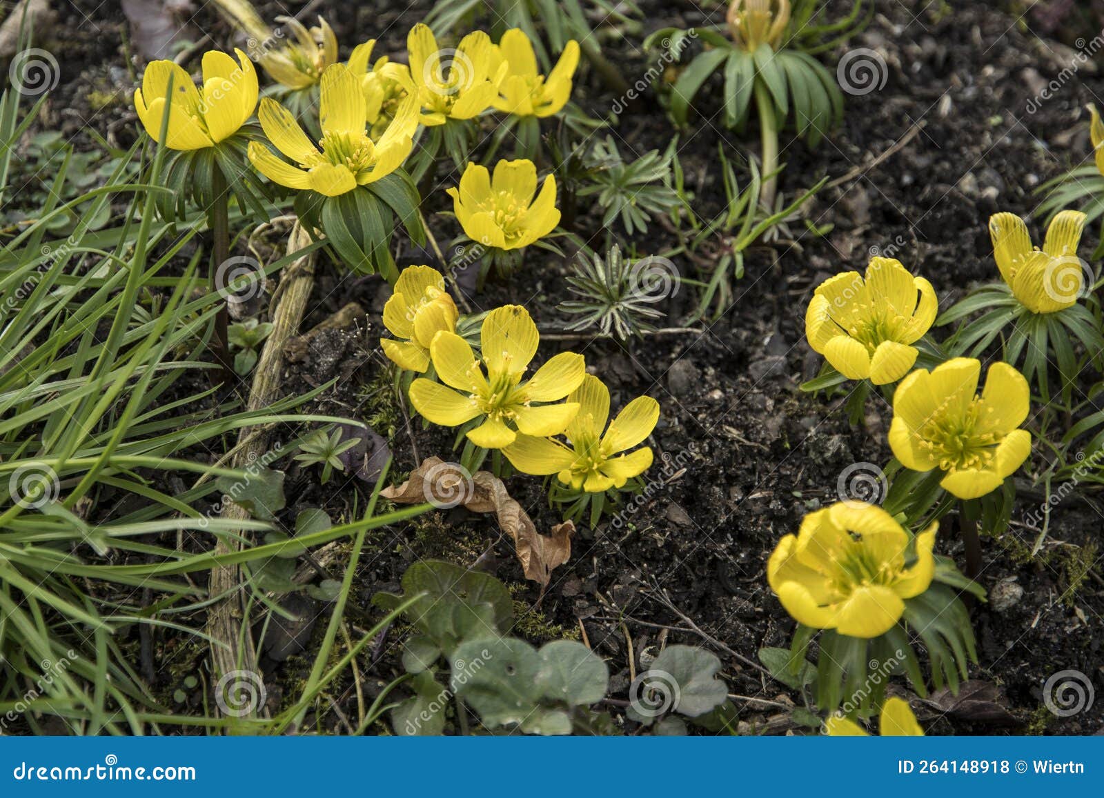 Eranthis Cilicica Stock Photos - Free & Royalty-Free Stock Photos from ...