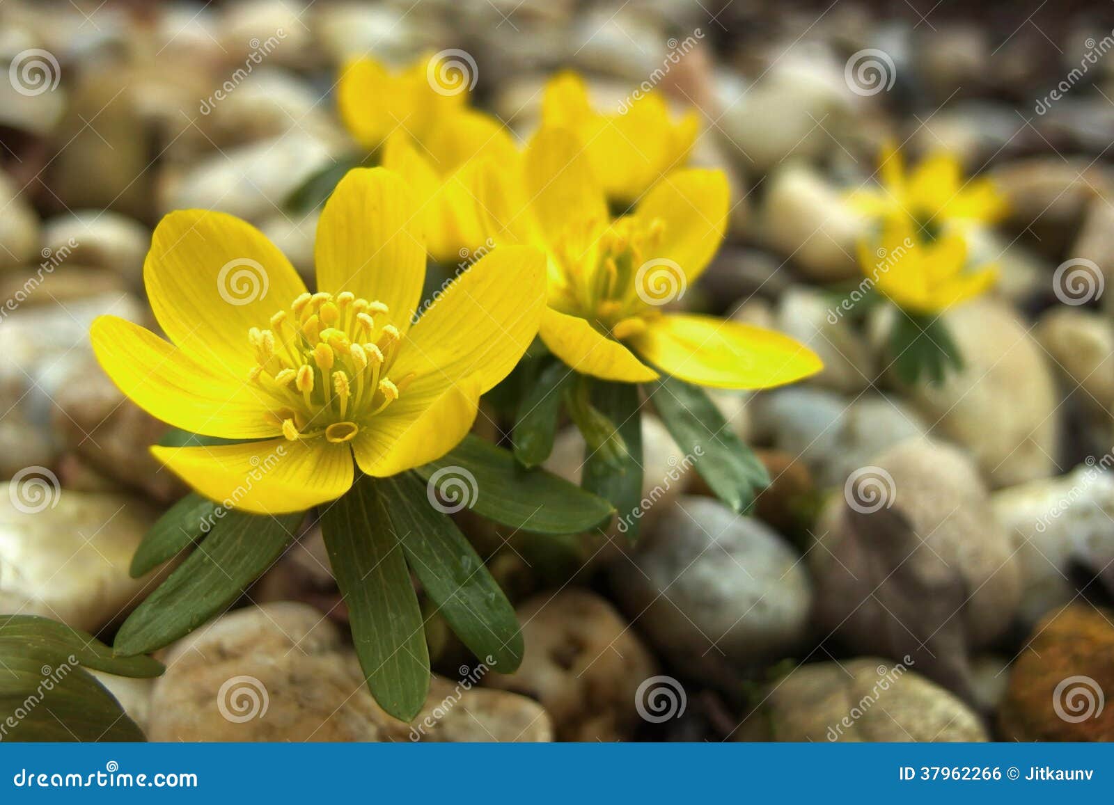 Eranthis hyemalis stock photo. Image of plant, early - 37962266