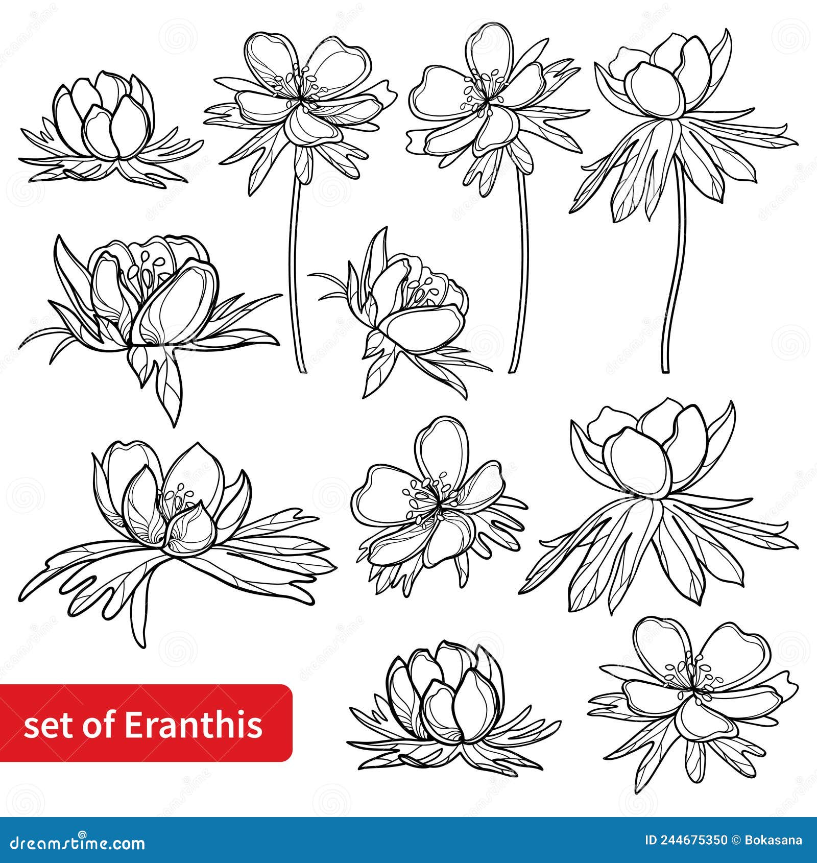 Vector Set Of Outline Eranthis Or Winter Aconite Flower, Bud And Leaves ...