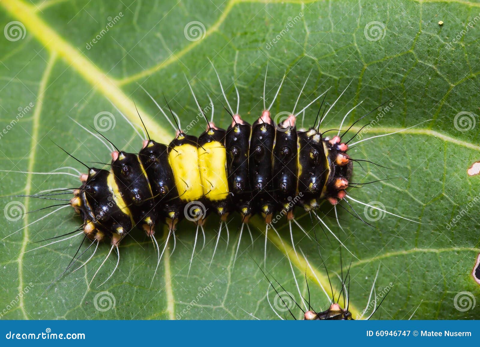 Erasmia Pullchella Caterpillar Stock Image - Image of zygaenidae ...