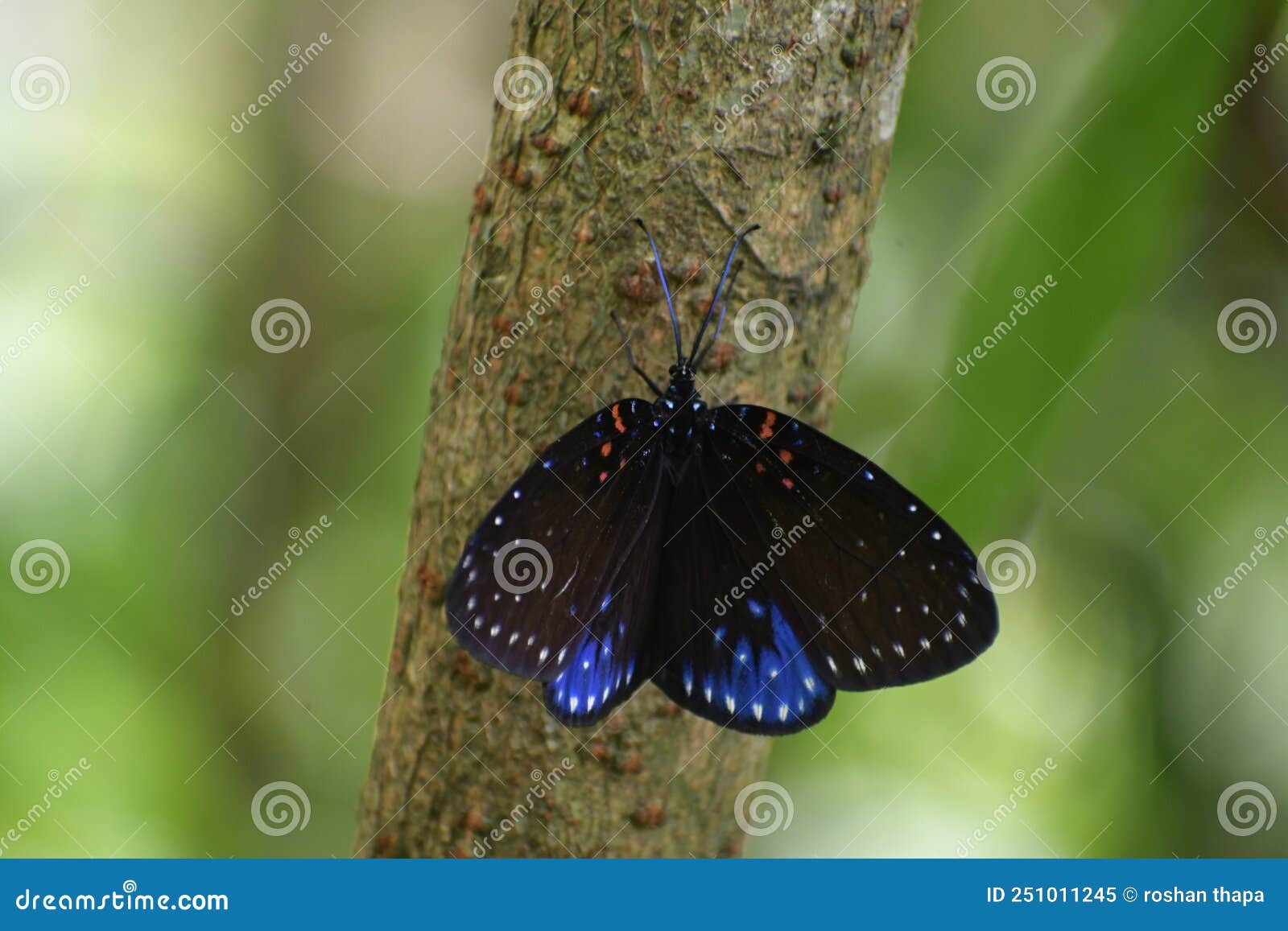 Erasmia Sanguiflua- Butterfly Stock Image - Image of butterfly, erasmia ...