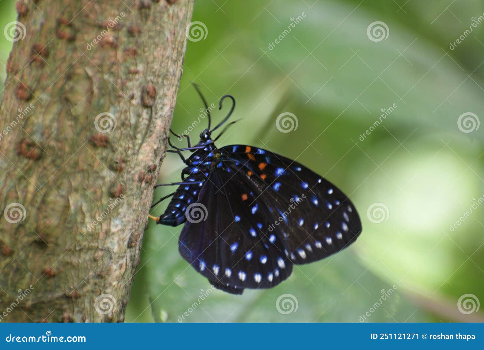 Erasmia Sanguiflua- Erasmia Sanguiflua Stock Image - Image of butterfly ...
