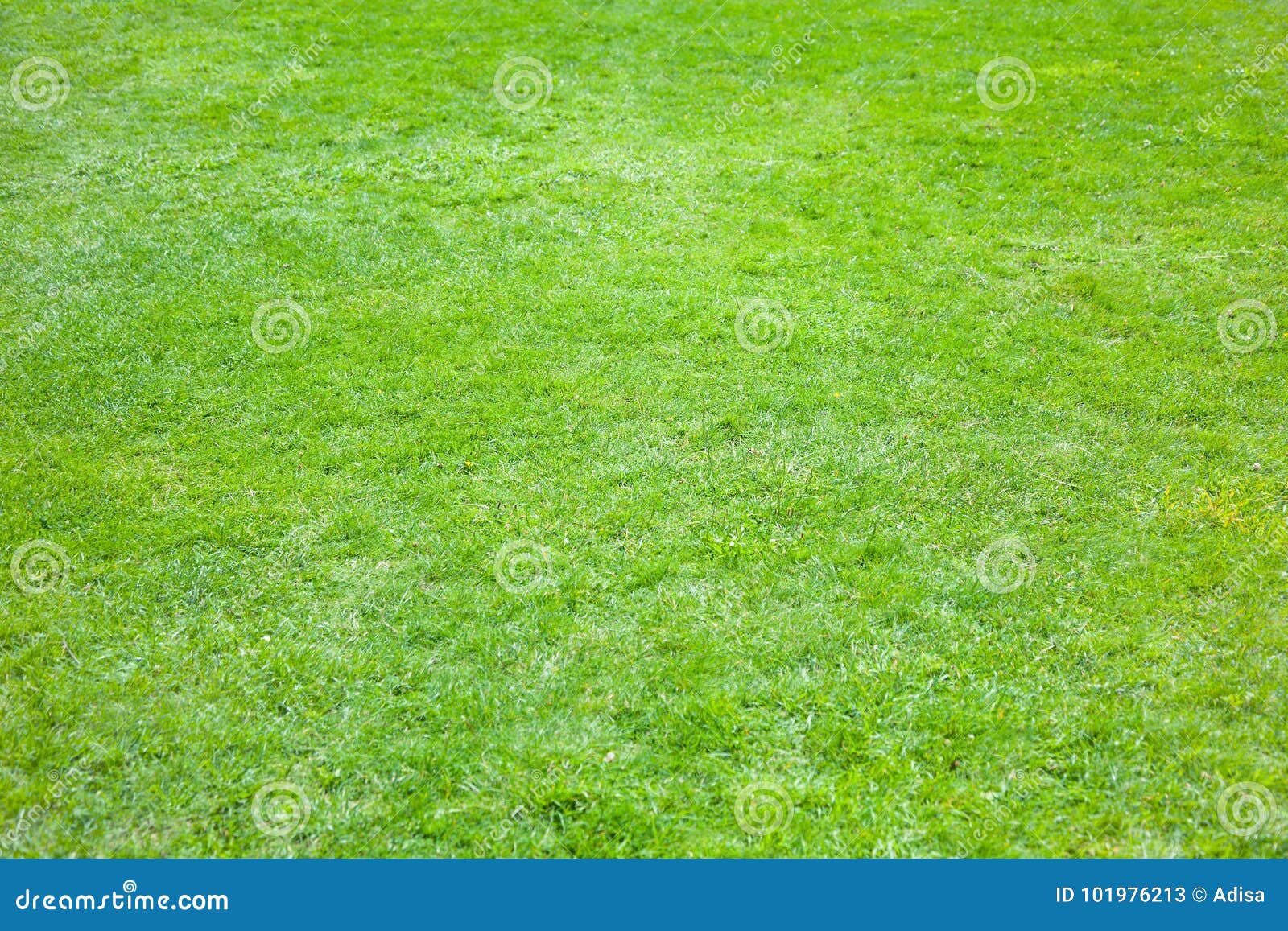 Erba immagine stock. Immagine di prato, aperto, fogli - 101976213