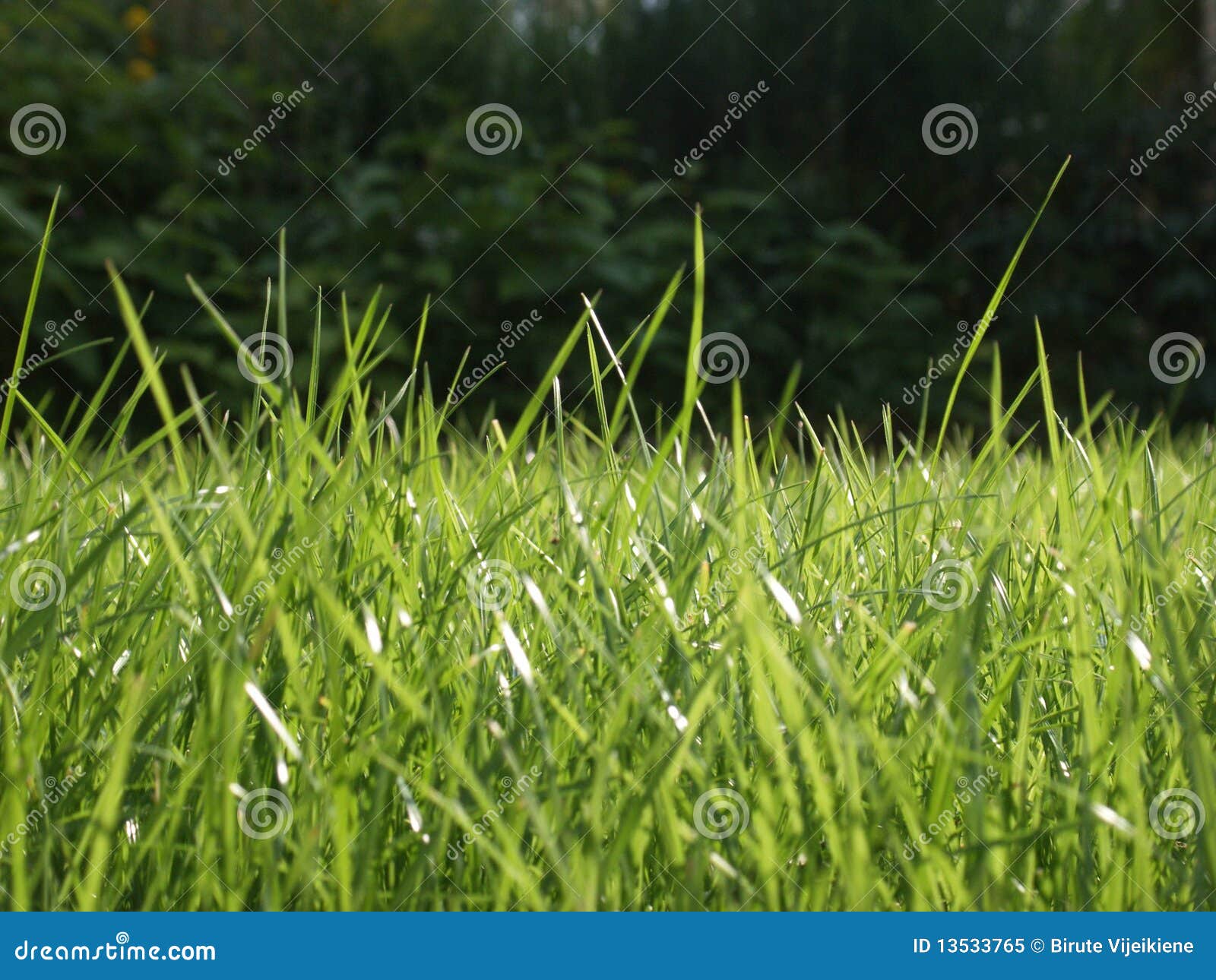 Erba immagine stock. Immagine di struttura, erba, flora - 13533765