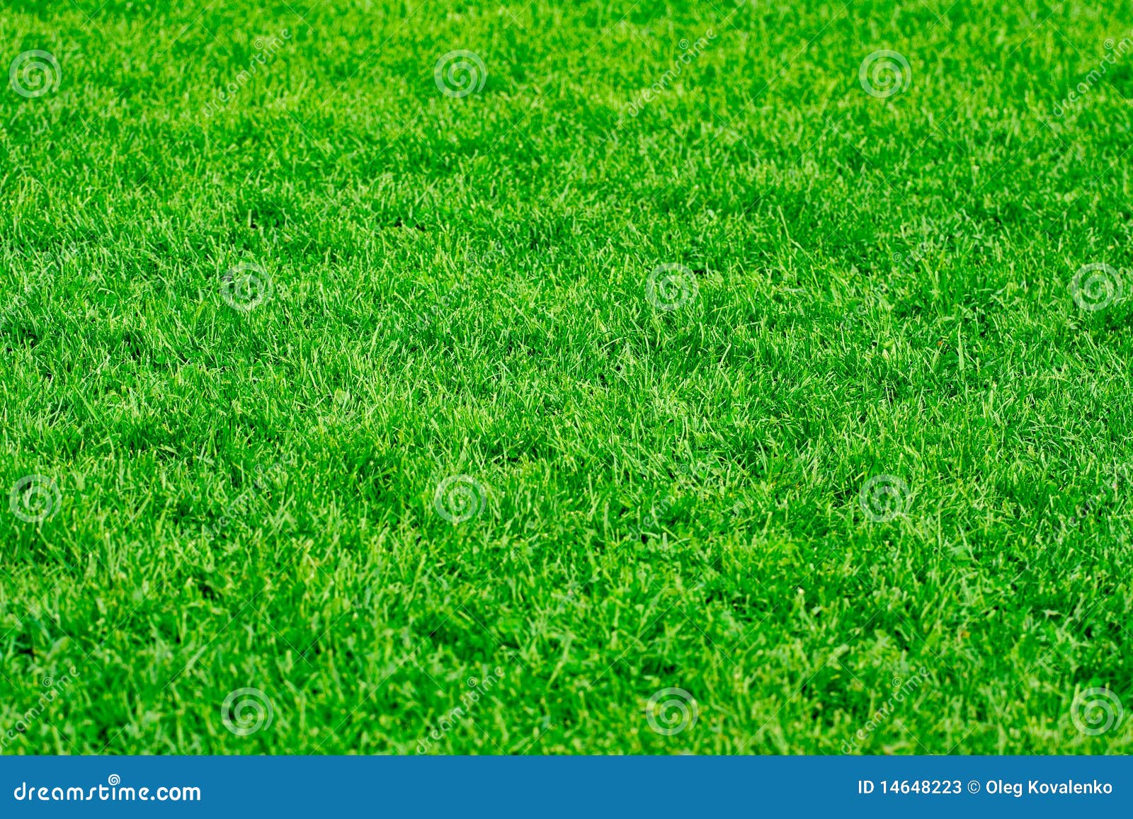 Erba immagine stock. Immagine di prato, naughty, sfondo - 14648223