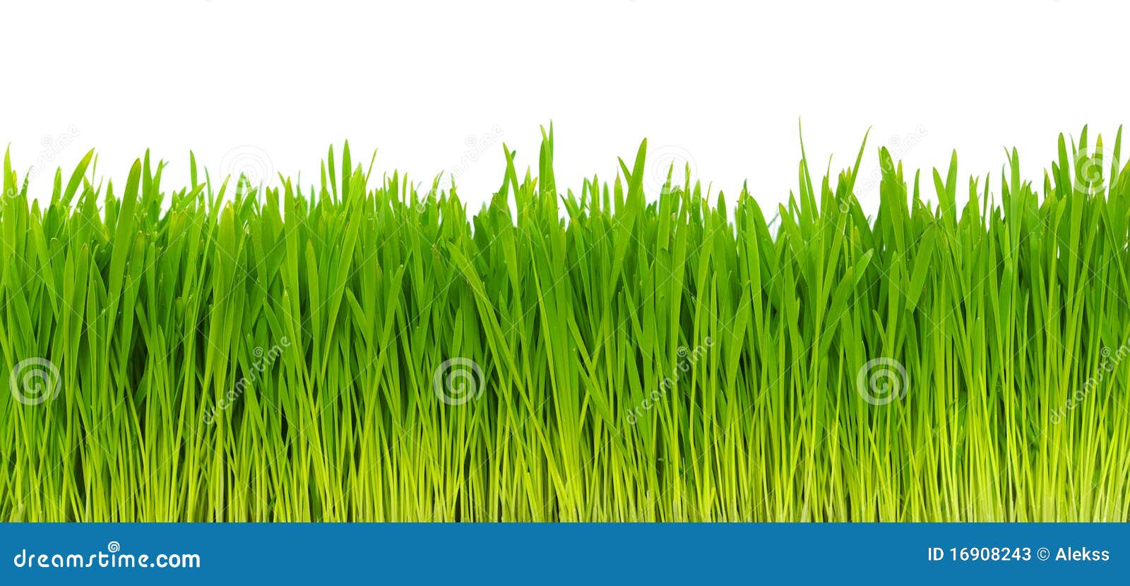 Erba immagine stock. Immagine di verde, nave, isolato - 16908243