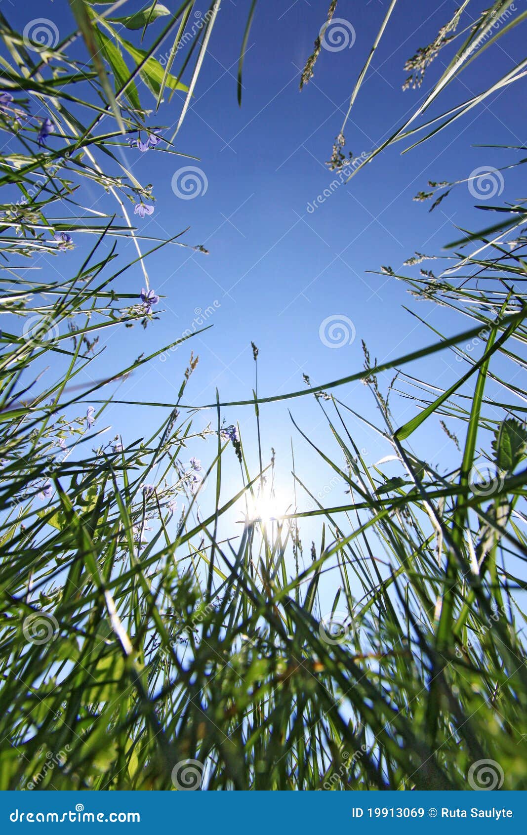 Erba immagine stock. Immagine di verde, prato, vegetazione - 19913069