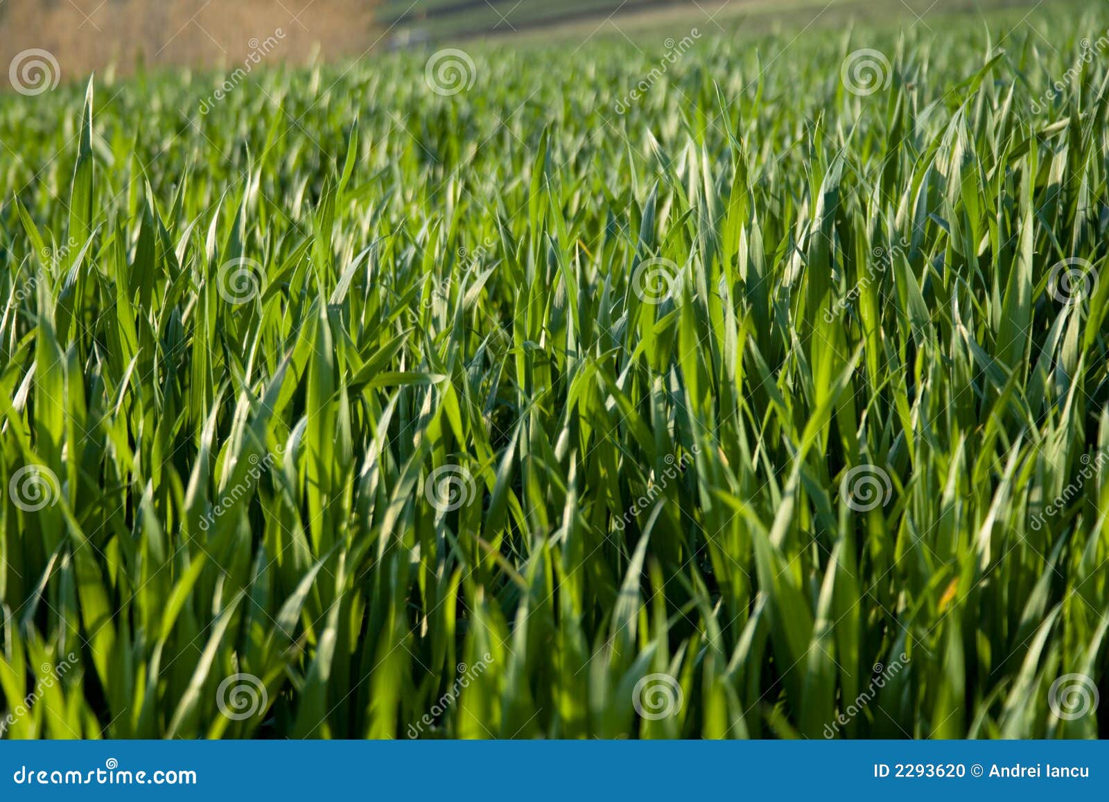 Erba fotografia stock. Immagine di lamierine, verde, spesso - 2293620