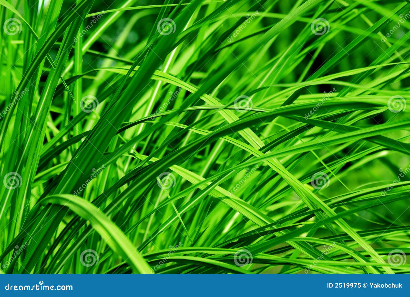 Erba immagine stock. Immagine di giardinaggio, sfondo - 2519975