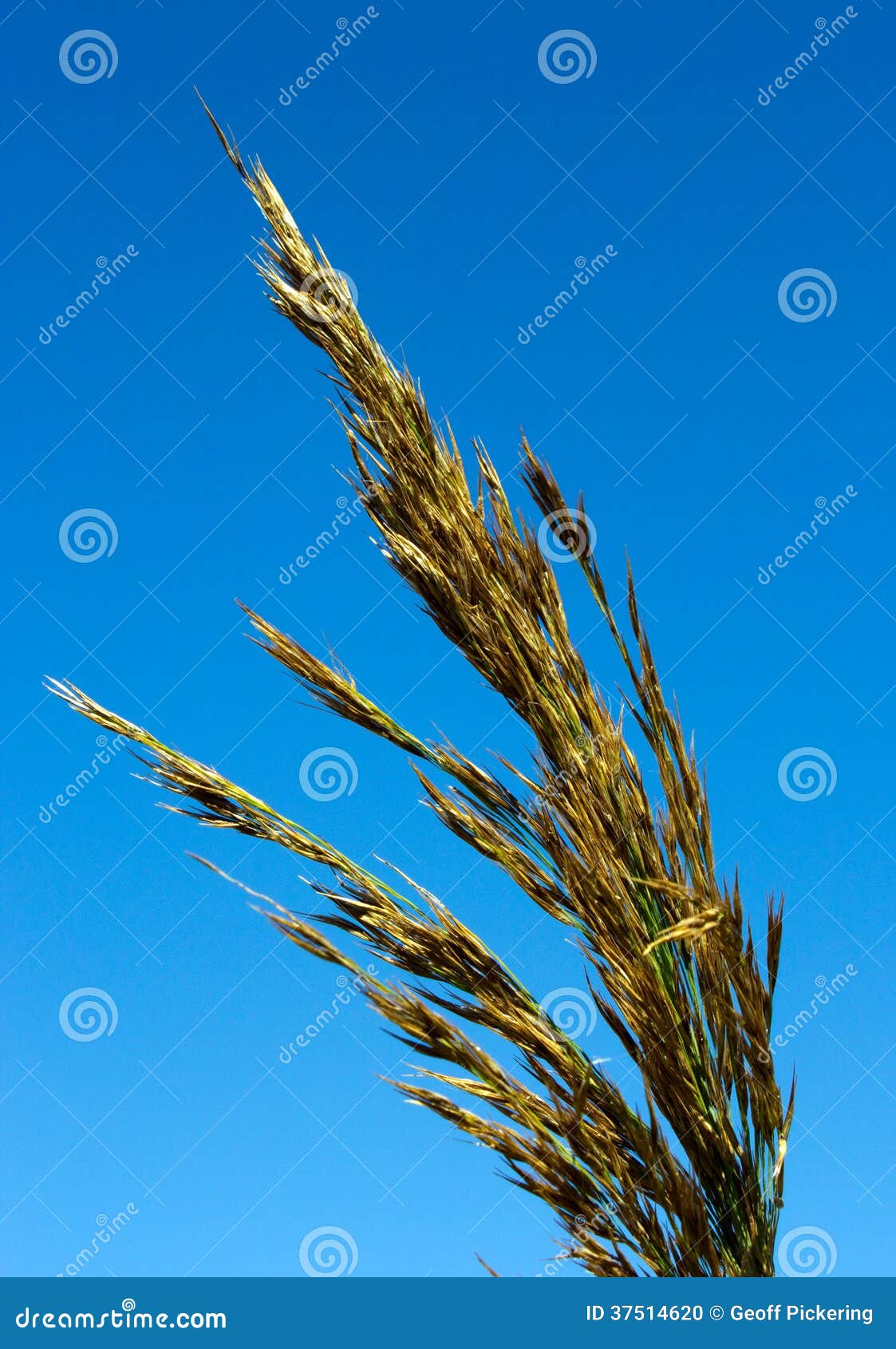 Erba fotografia stock. Immagine di fogliame, vegetazione - 37514620