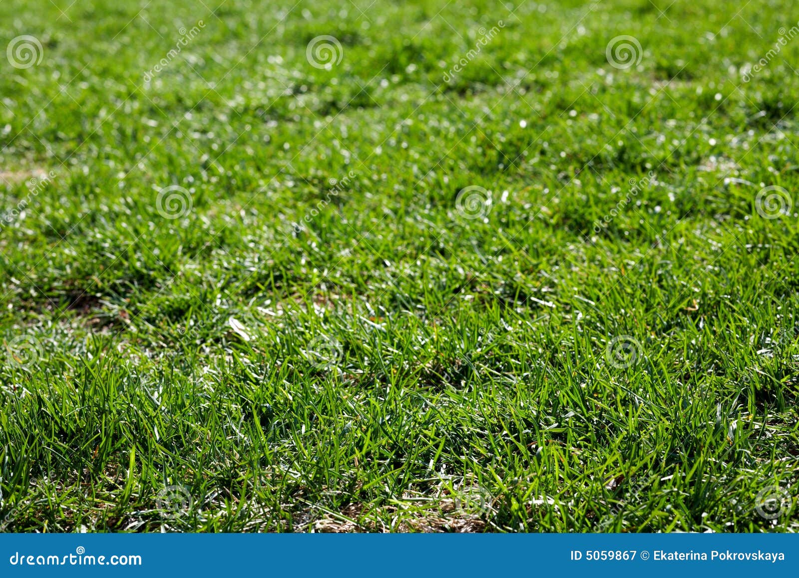 Erba immagine stock. Immagine di quieto, pianta, ambientale - 5059867