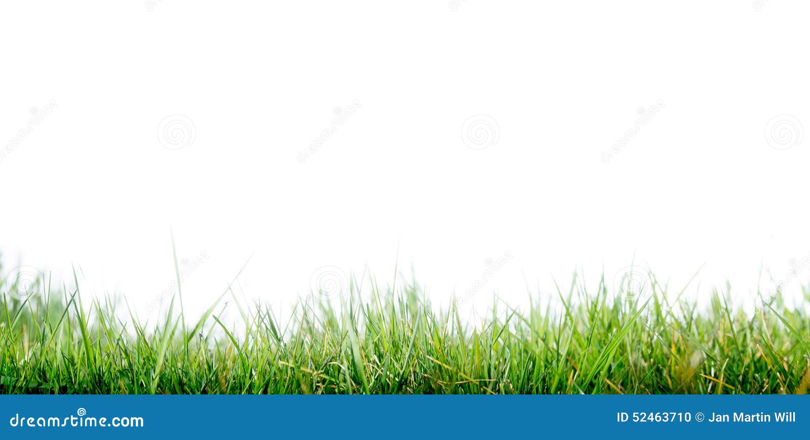 Erba fotografia stock. Immagine di bianco, sfondo, pianta - 52463710