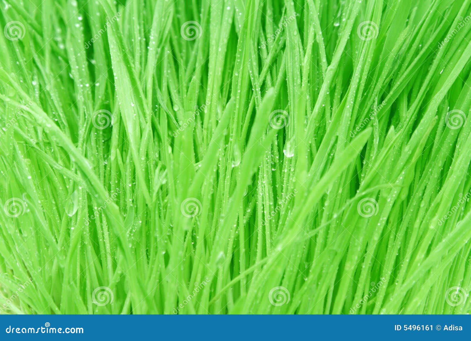 Erba immagine stock. Immagine di floreale, freschezza - 5496161
