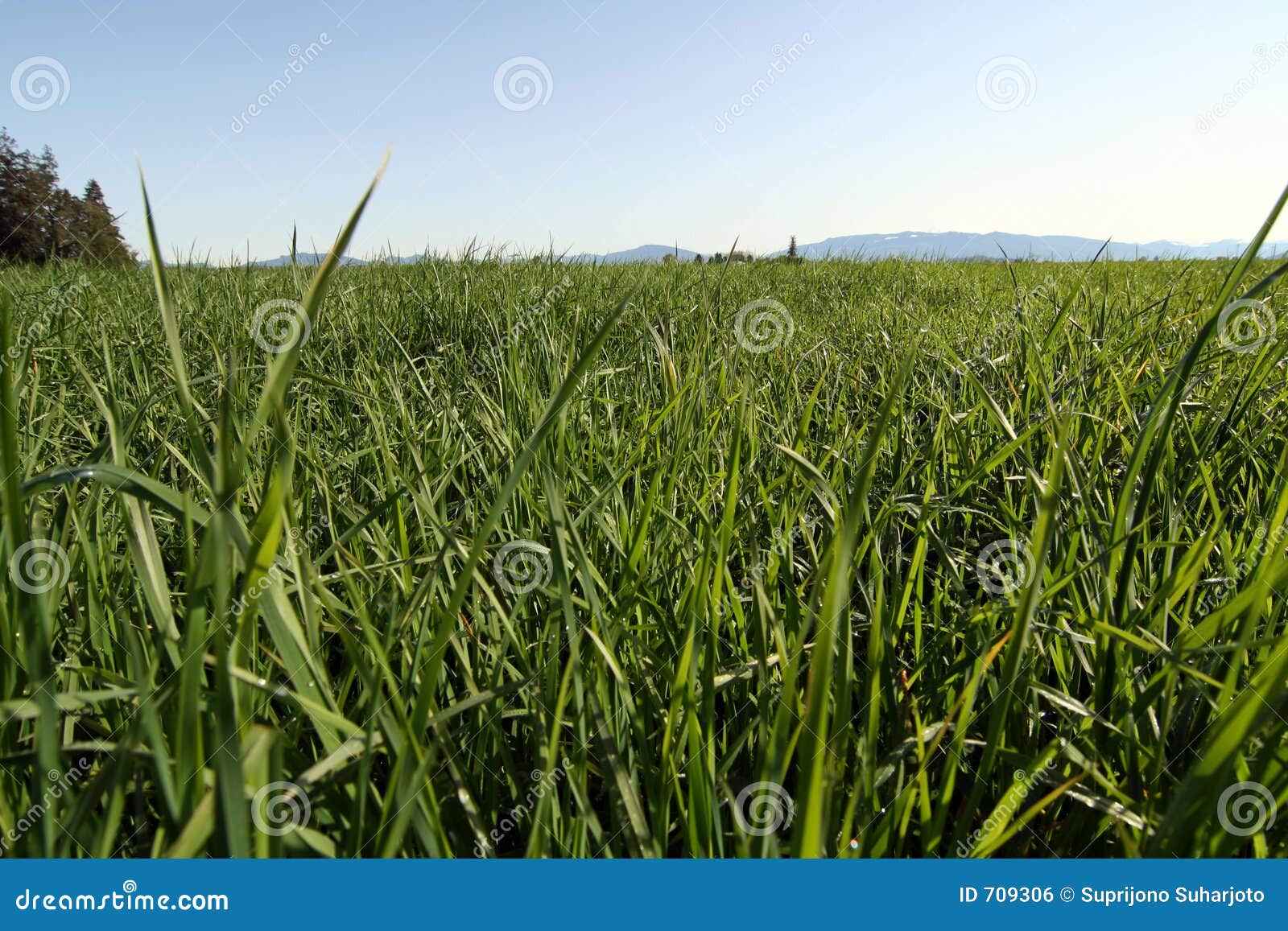 Erba fotografia stock. Immagine di verde, rurale, nave - 709306