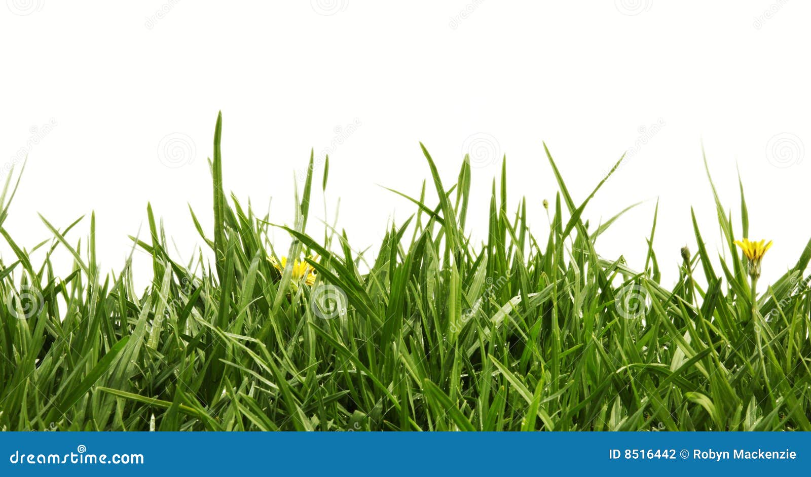 Erba fotografia stock. Immagine di nessuno, bagnato, immagine - 8516442
