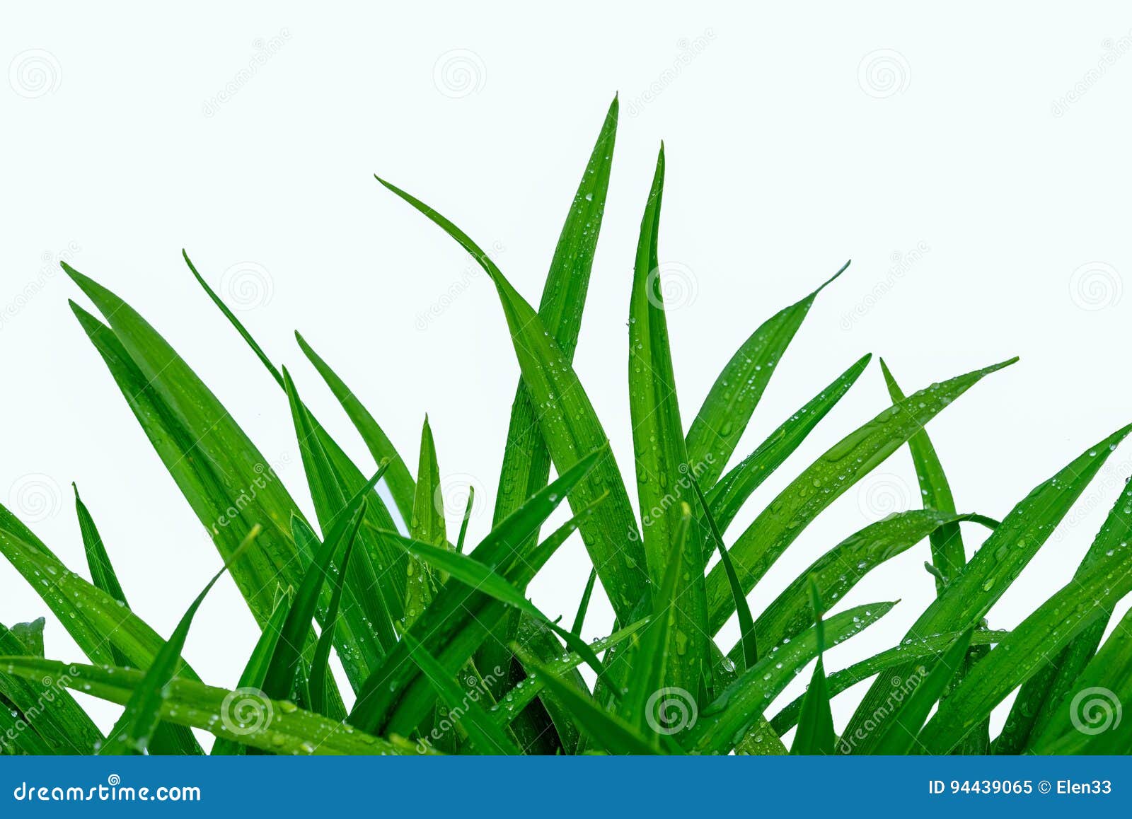 Erba immagine stock. Immagine di sviluppisi, base, aperto - 94439065