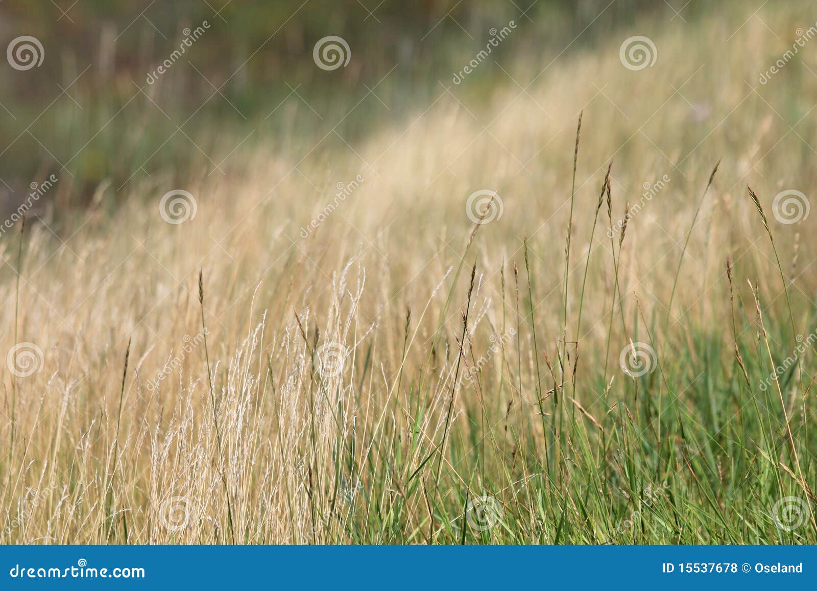 Erba alta fotografia stock. Immagine di alto, integrale - 15537678