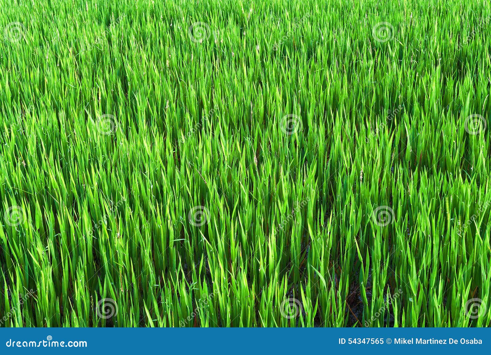 Erba alta immagine stock. Immagine di nave, campo, freschezza - 54347565