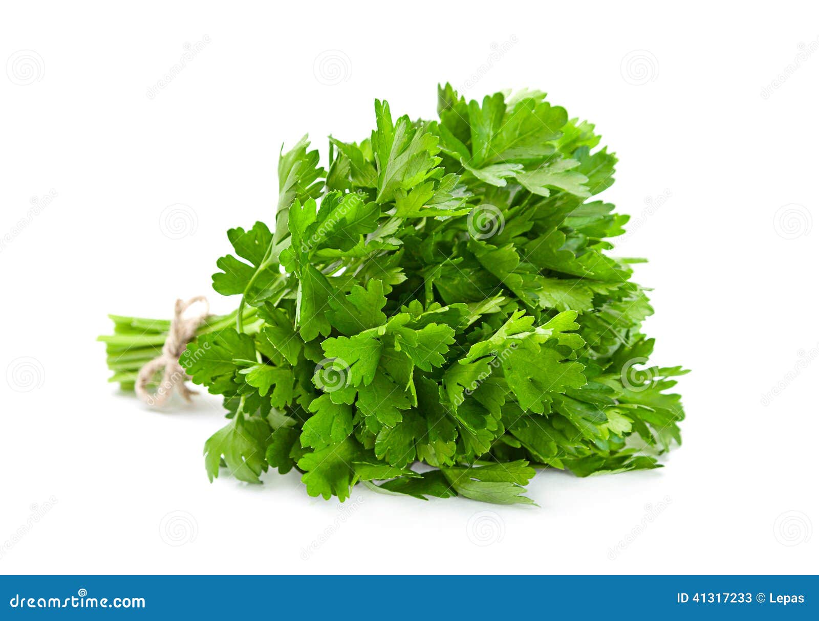 Erba Aromatica Del Prezzemolo Immagine Stock - Immagine di spezia ...