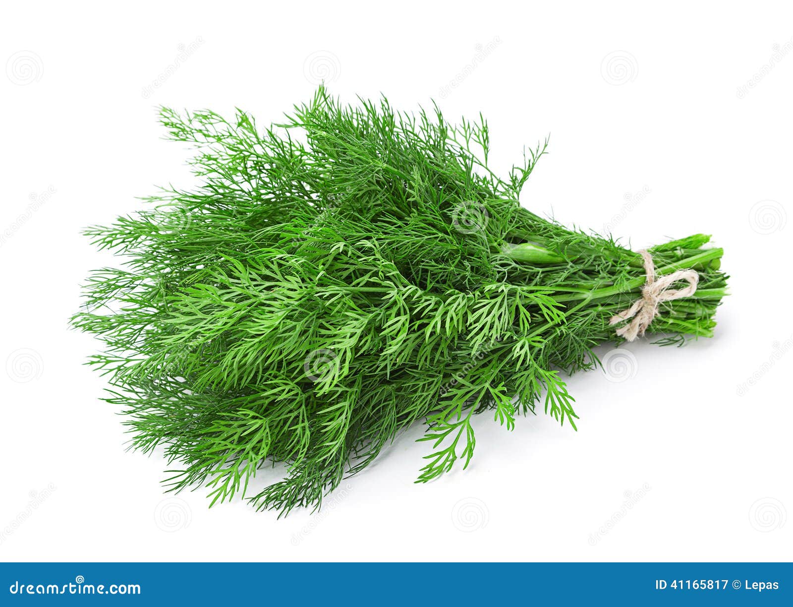 Erba aromatica dell'aneto immagine stock. Immagine di verdura - 41165817