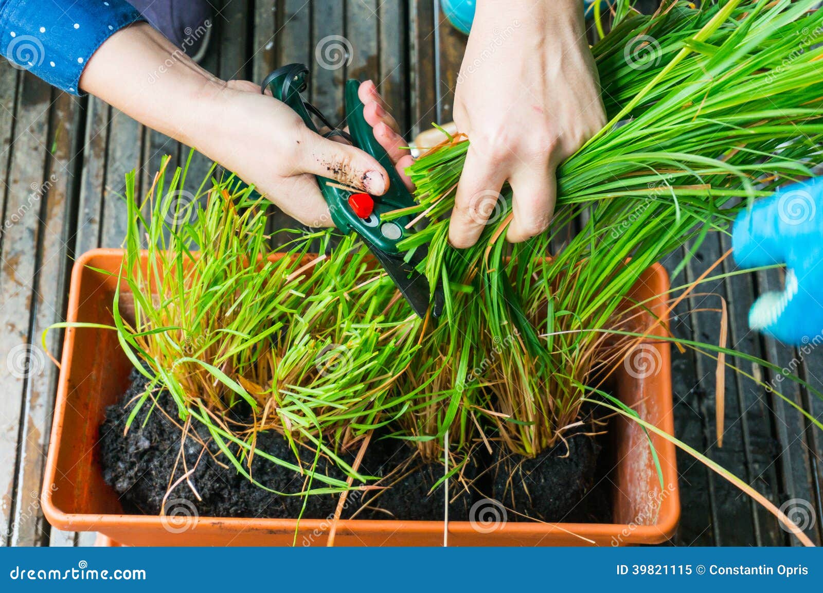 Erba Aromatica Della Citronella Immagine Stock - Immagine di alimento ...