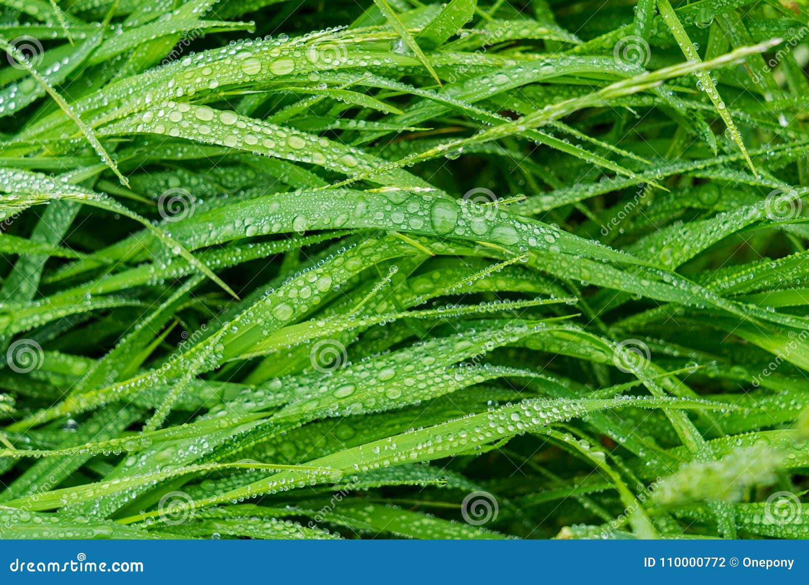 Erba Bagnata Lunga Con Rugiada Fotografia Stock - Immagine di dopo ...