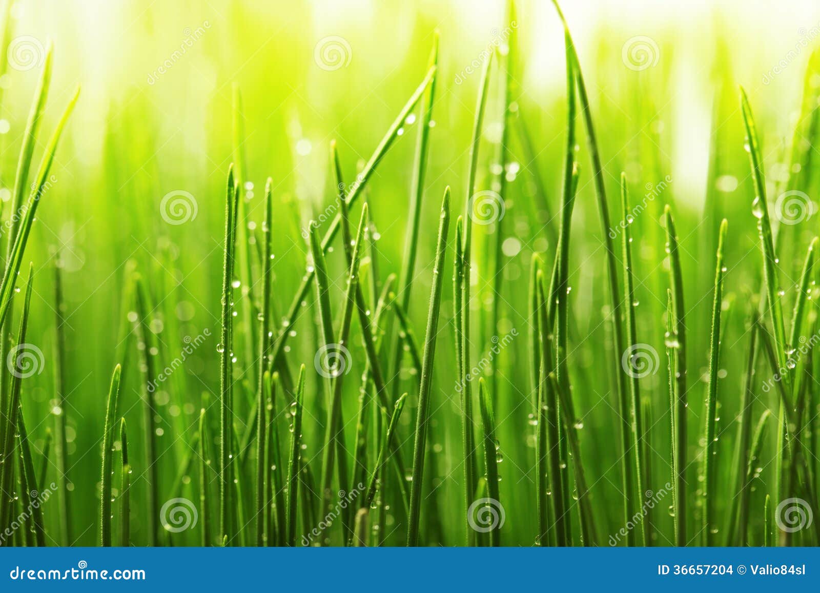 Erba Bagnata Verde Con Rugiada Sull'lame Fotografia Stock - Immagine di ...