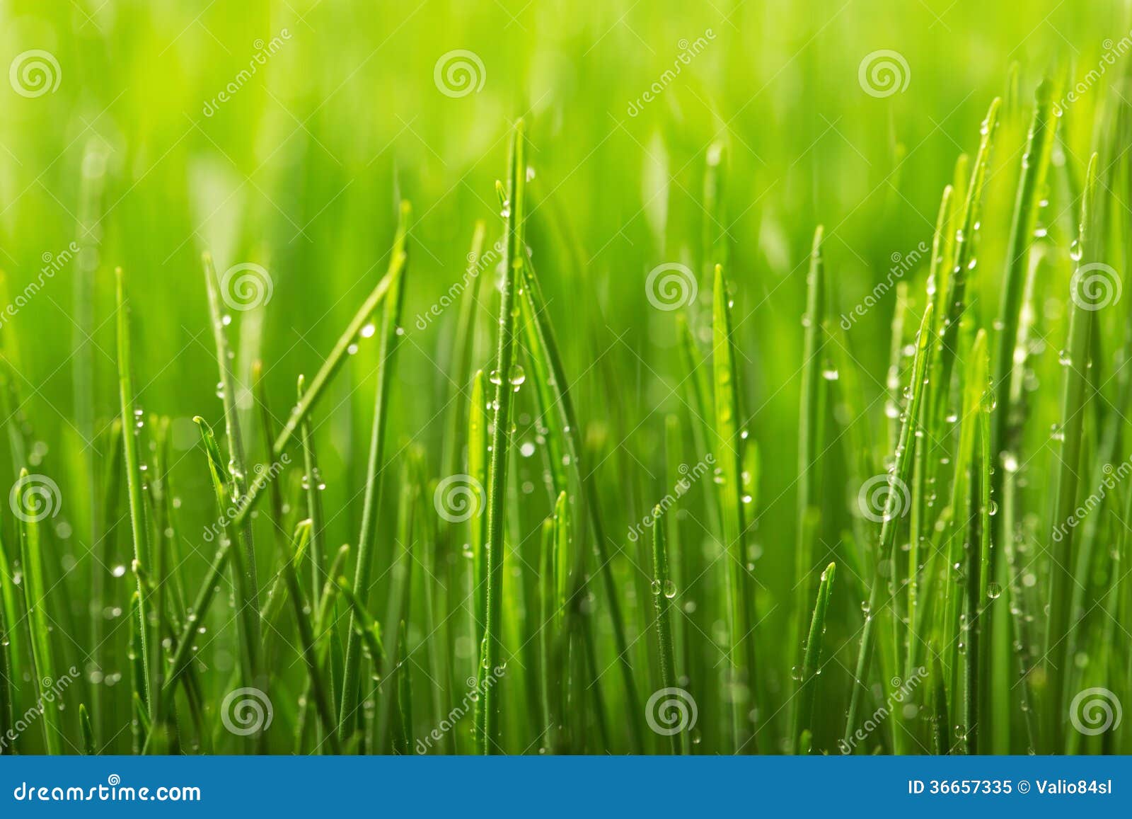 Erba Bagnata Verde Con Rugiada Sull'lame. Immagine Stock - Immagine di ...