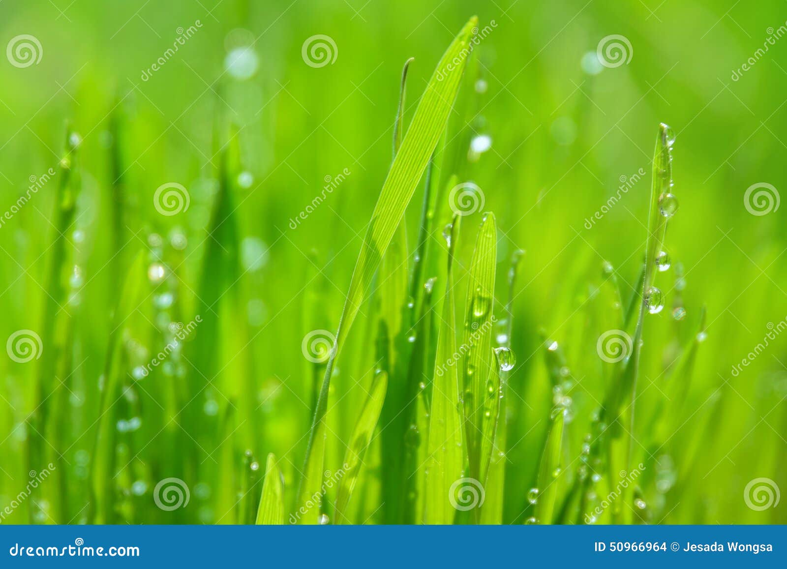 Erba Bagnata Verde Con Rugiada Sull'lame Fotografia Stock - Immagine di ...