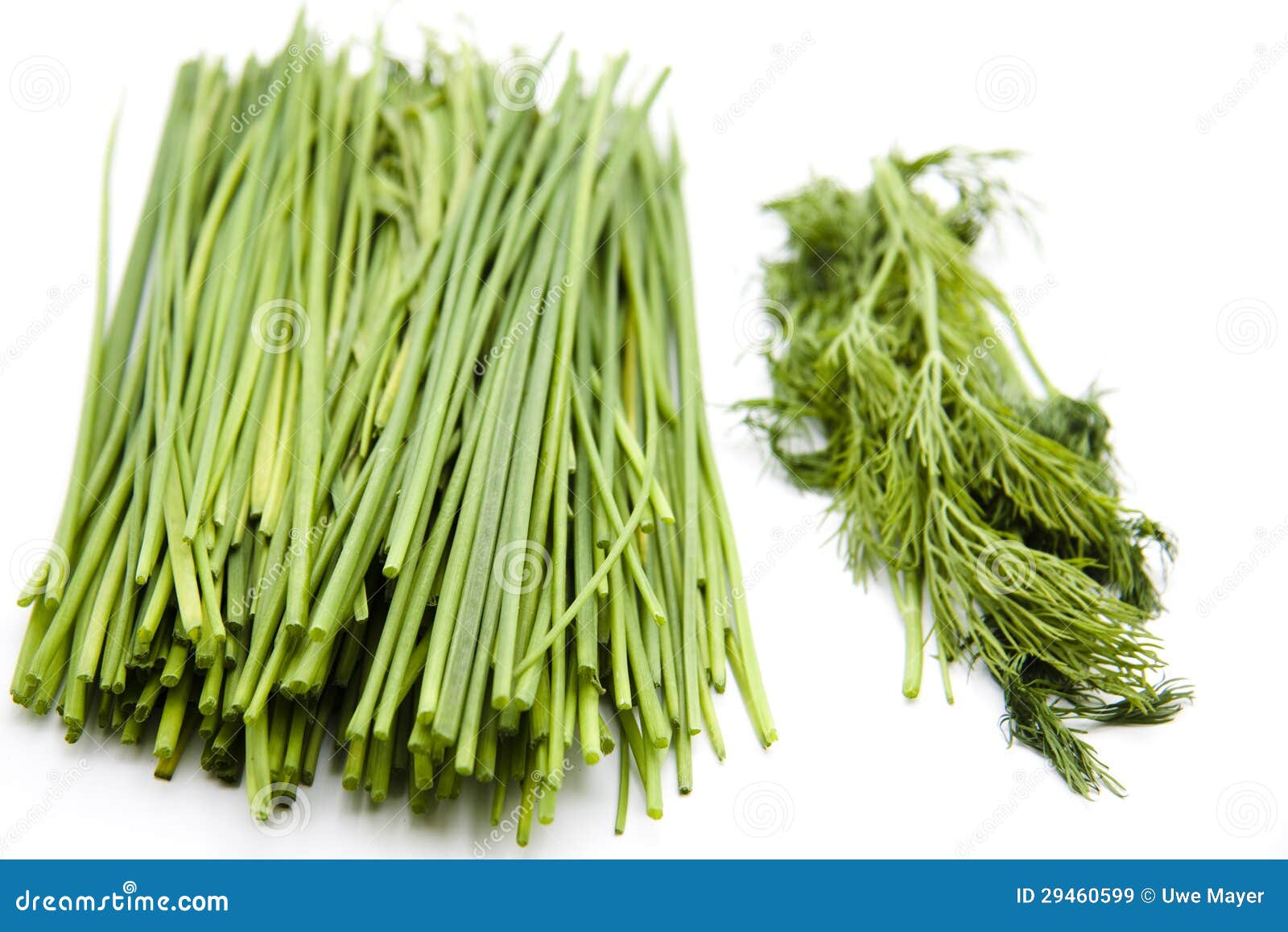 Erba Cipollina Ed Aneto Verdi Immagine Stock - Immagine di gambo ...