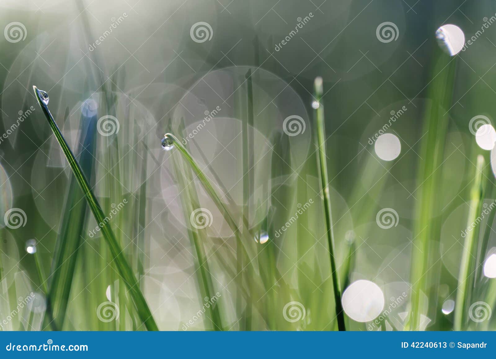 Erba con goccia di rugiada immagine stock. Immagine di campo - 42240613