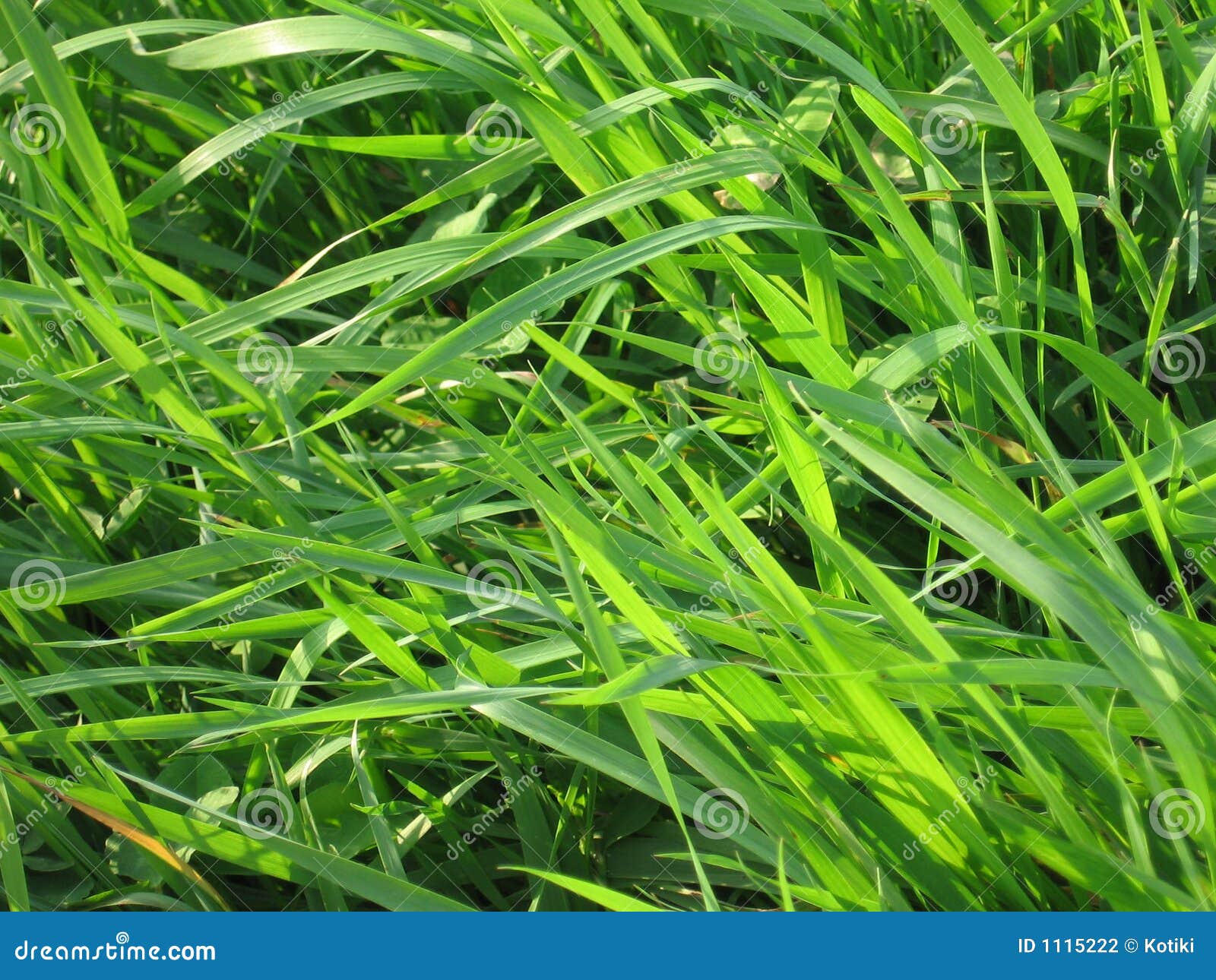 Erba del prato fotografia stock. Immagine di paese, selvaggio - 1115222