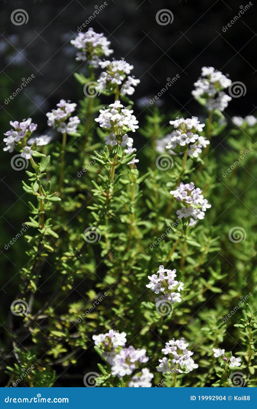Erba del timo fotografia stock. Immagine di erba, spezia - 19992904