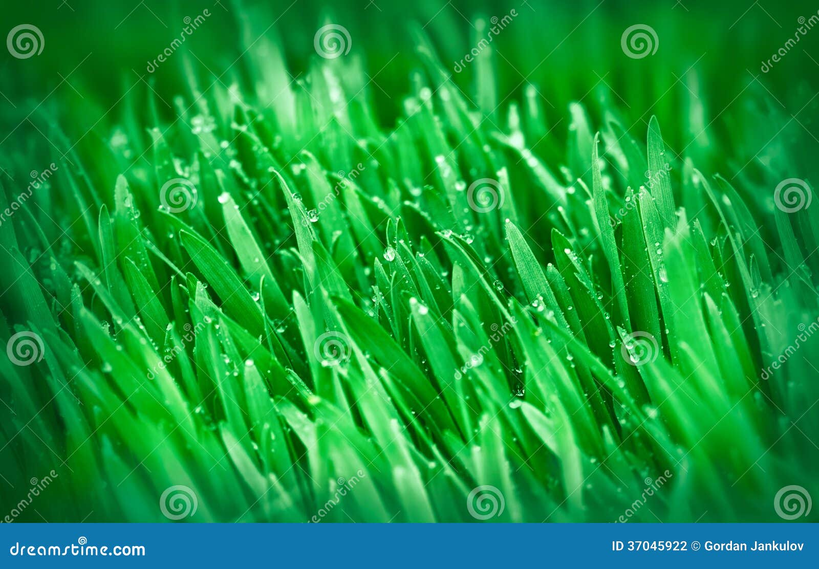 Erba Della Primavera (giovane Grano Verde) Fotografia Stock - Immagine ...