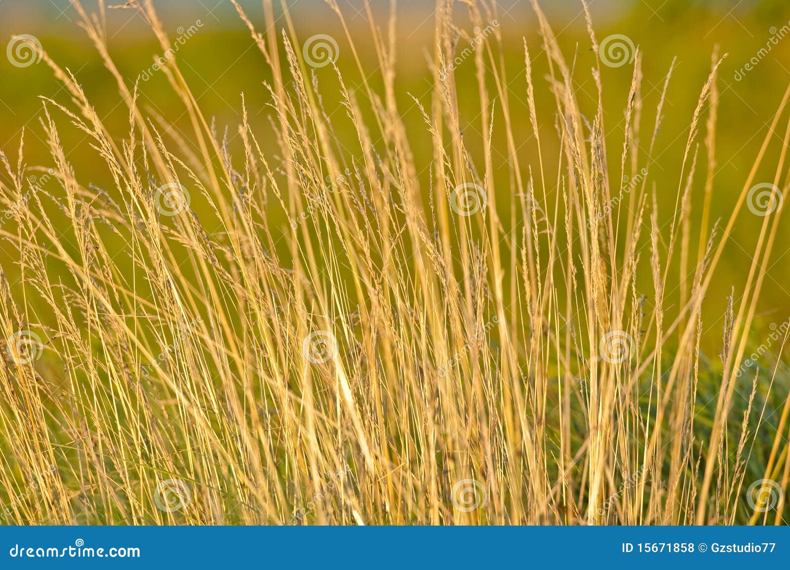 Erba di prateria fotografia stock. Immagine di sabbia - 15671858