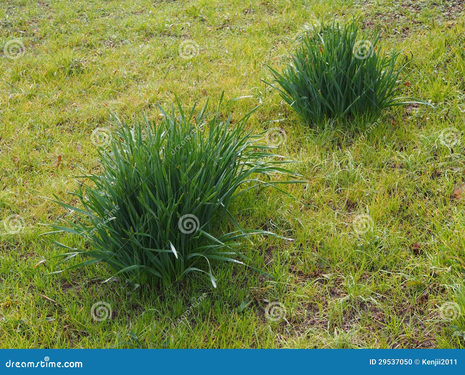 Erba ed erbacce fotografia stock. Immagine di giardino - 29537050